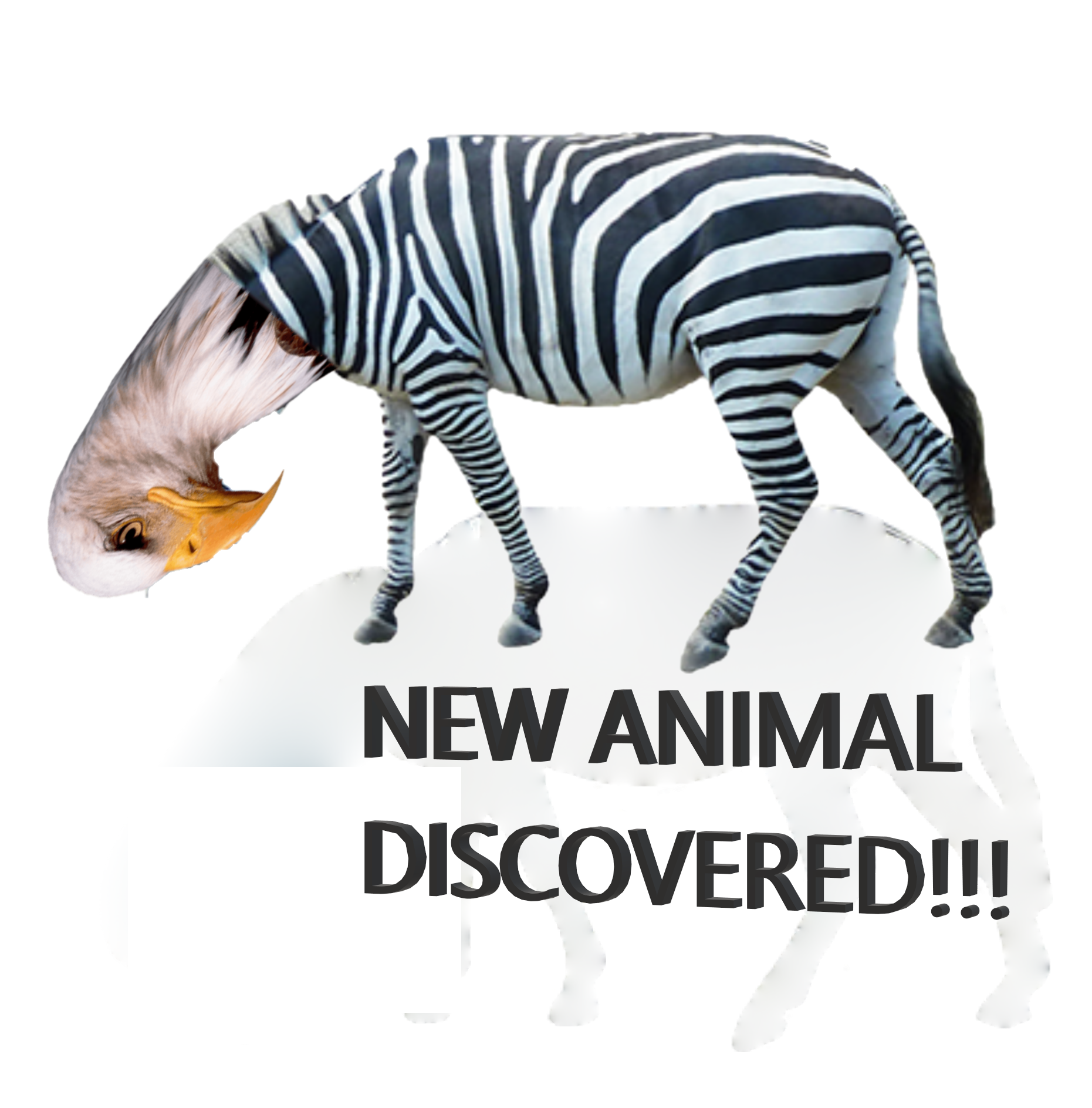 Elementary Fake News Project idea [contains a FREEBIE]. A great ...