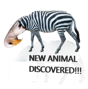 Elementary Fake News Project idea [contains a FREEBIE]. A great ...